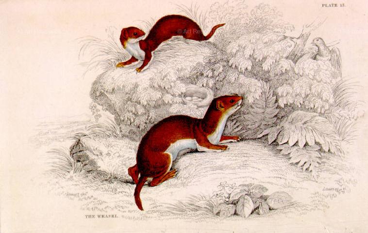 The Weasel in Antiquity: Pet or Pest? – Found in Antiquity