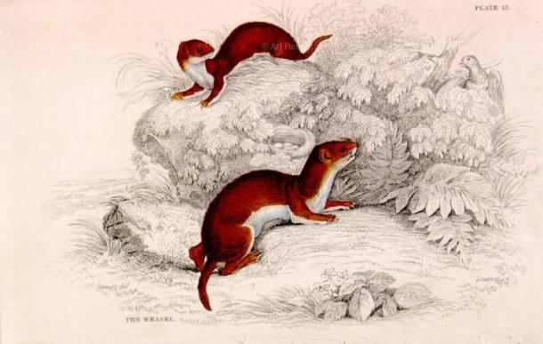 The Weasel in Antiquity: Pet or Pest? – Found in Antiquity