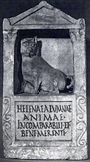 The Melitan Miniature Dog: The most popular lapdog in antiquity – Found ...