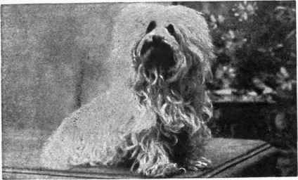 The Melitan Miniature Dog: The most popular lapdog in antiquity – Found ...